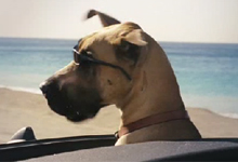 Trailer: Marmaduke - HeyUGuys