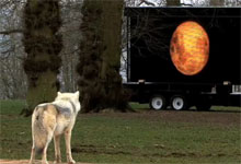 The Longleat Wolves get their own Screening of Twilight: New Moon ...
