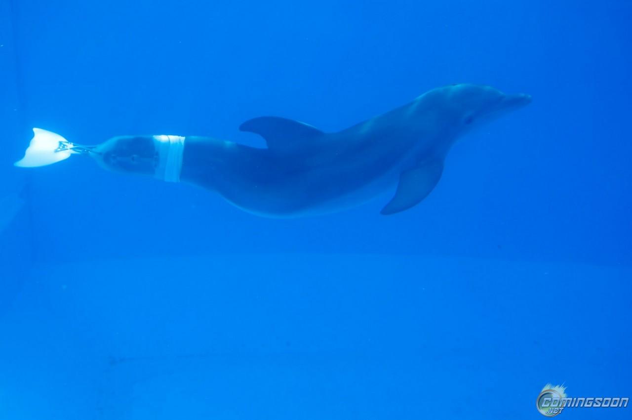 New Trailer and Images from Dolphin Tale - HeyUGuys