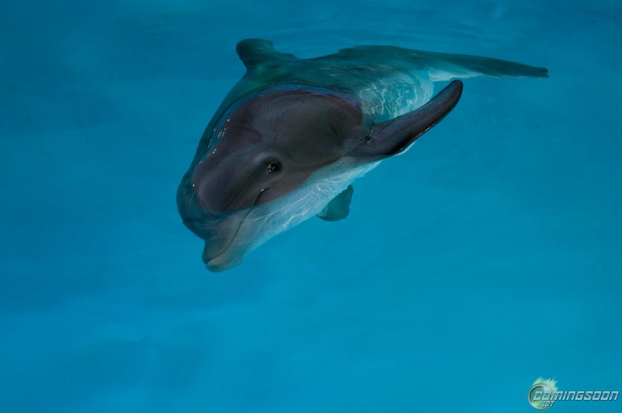 New Trailer and Images from Dolphin Tale - HeyUGuys
