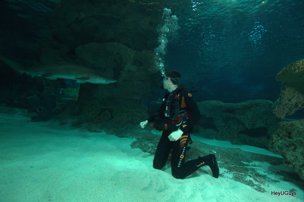 Swimming with Sharks for Jaws