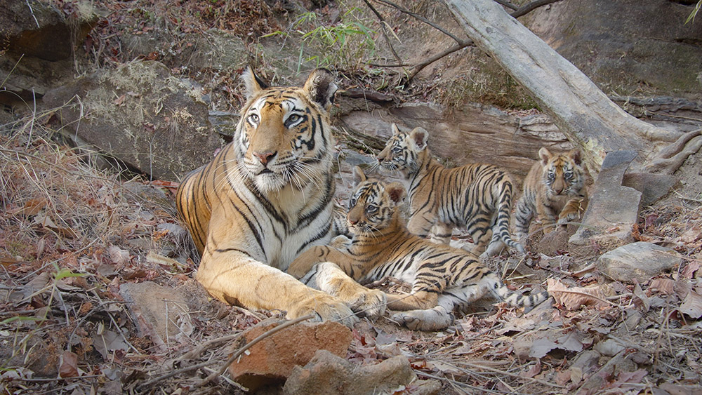 Trailer roars in for Disney's nature documentary 'Tiger' - HeyUGuys